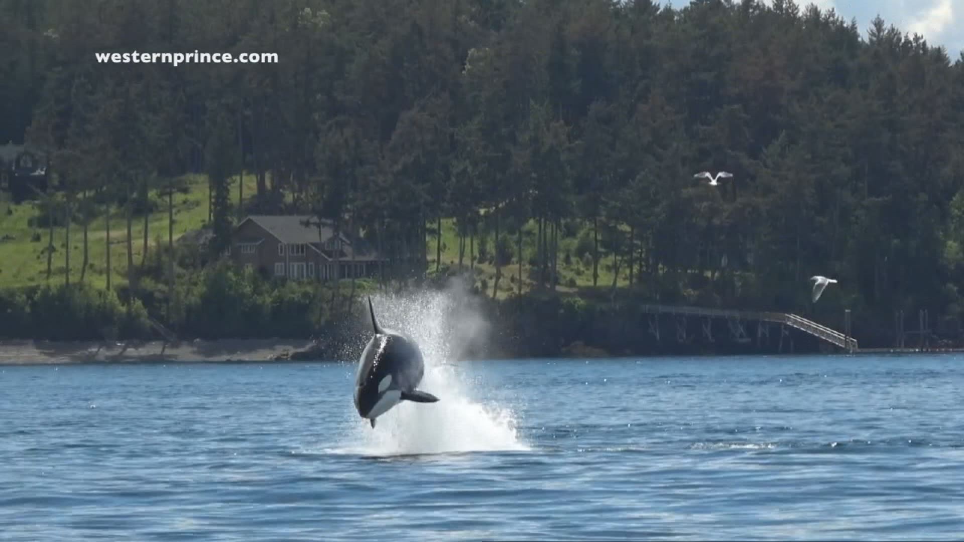 Killer Whale Jumping Out Of Water