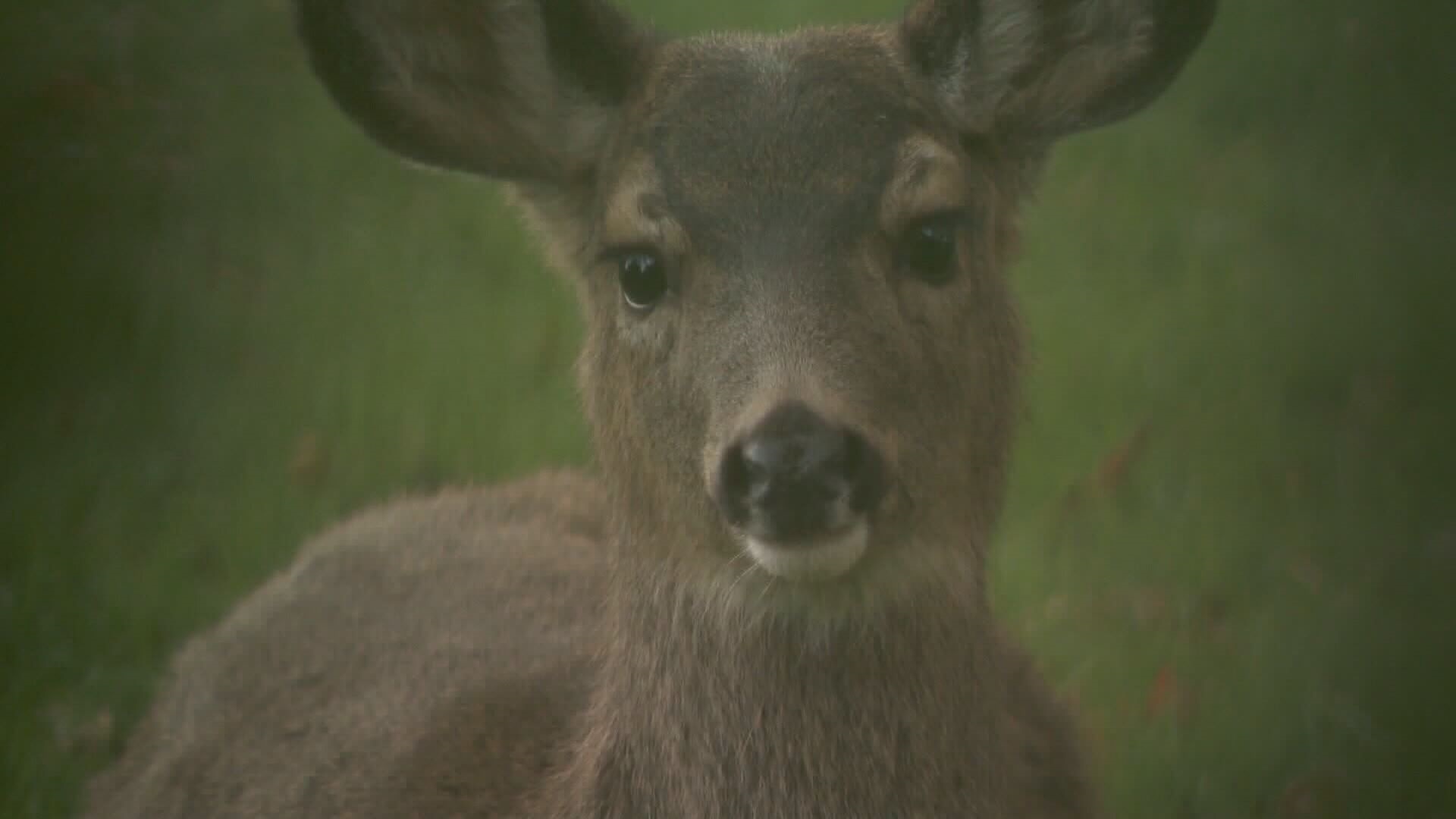 White Tailed Deer Attack