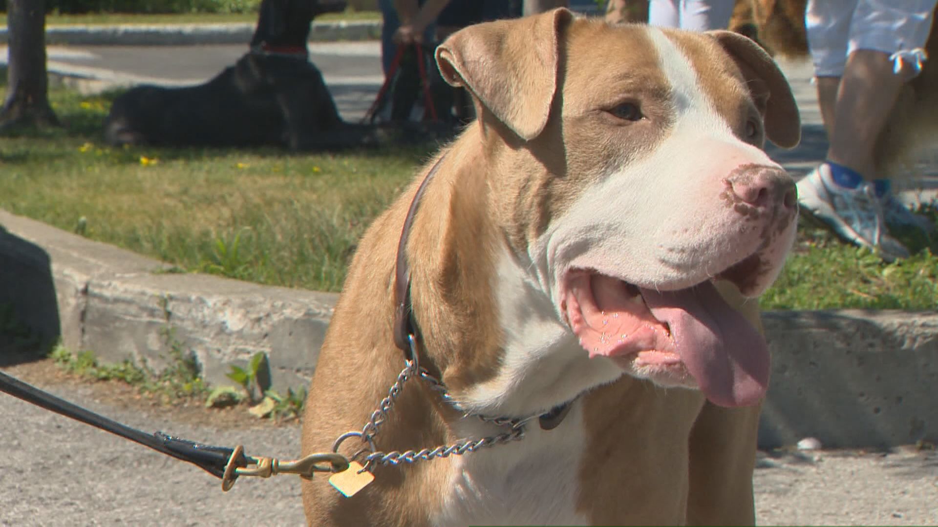 Are Pitbulls Banned In Nz