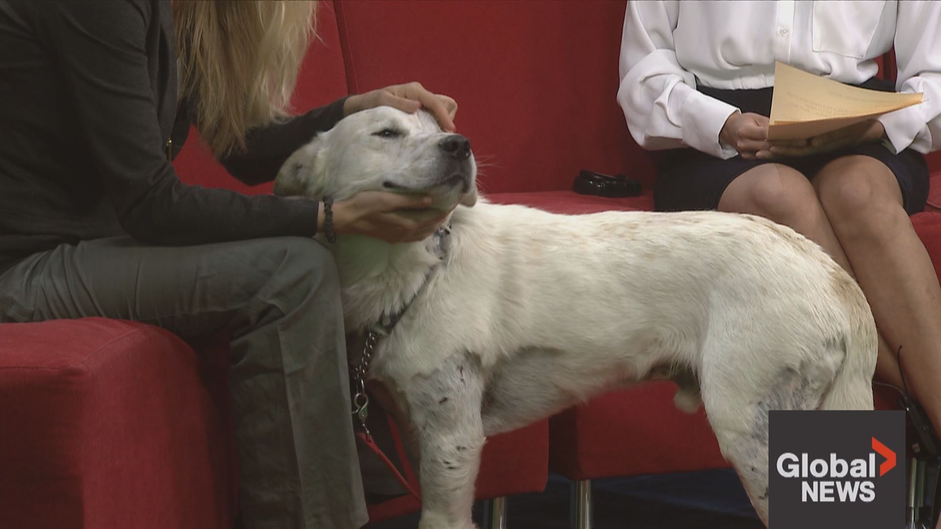 CAHS Meet their latest adoptable